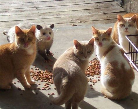 Me Hanging Out With Cis Girls Rtraaaaaaannnnnnnnnns