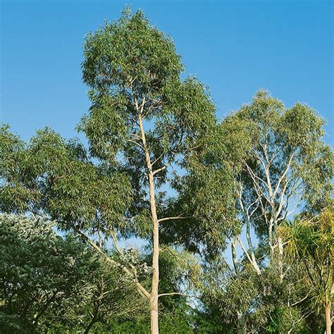 Eucalyptus Citriodora Kings Seeds Direct