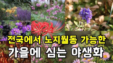 전국에서 노지월동 가능한 가을에 심는 야생화 추천 해마다 피는 꽃 YouTube