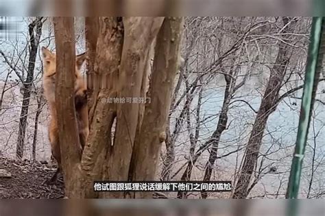 小哥野外遇到狐狸，狐狸却躲在树后示意他过去，狐狸到底想干嘛？