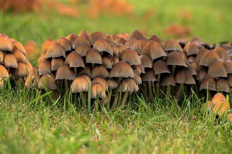 Coprinus Micaceus Mushroom Growing In The Grass In The Garden Stock