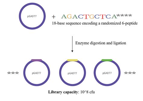 Peptide Library Screening Service