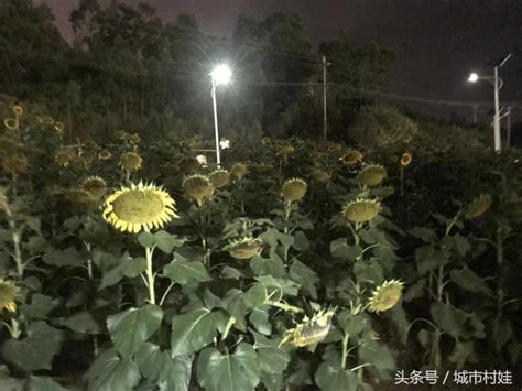 向日葵你見過，可是你見過晚上的向日葵麼 每日頭條