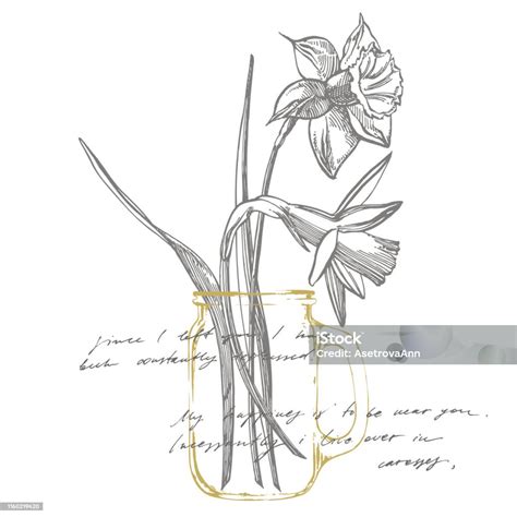 수선화 또는 수선화 꽃 그림 손으로 그린 흑백 수선화의 컬렉션입니다 손으로 그린 식물 그림 손으로 쓴 추상 텍스트입니다 꽃