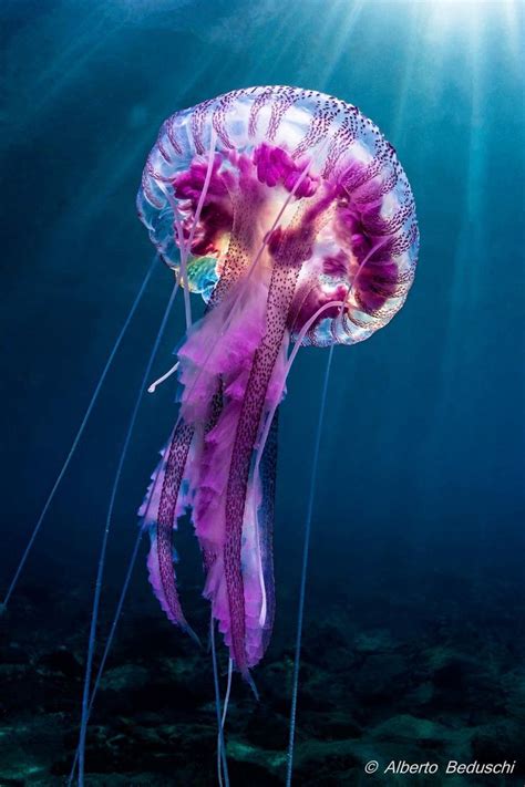 Billedresultat For Jellyfish Động Vật Betta Cá Kỳ Lạ