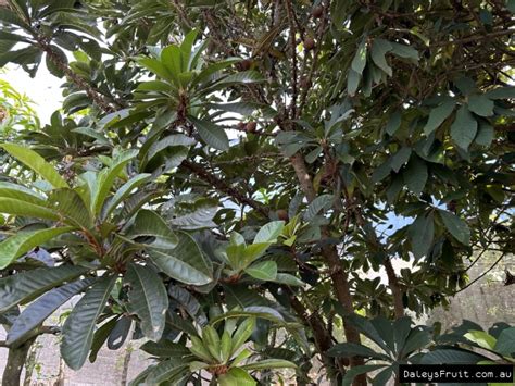 Buy Mamey Sapote Grey Grafted Fruit Tree Pouteria Sapota