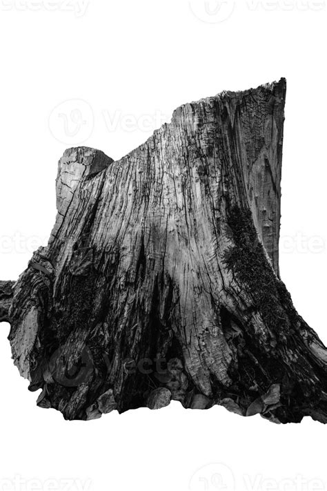 Close Up Relief Texture Of Tree Bark Concept Photo Photo Of Oak Texture PNG