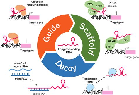 frontiers long non coding rna neat1 a novel target for diagnosis and therapy in human tumors