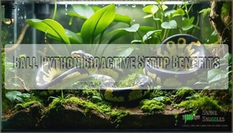 Ball Python Bioactive Setup Guide 7 Expert Secrets For A Thriving Habitat