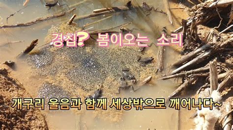 봄이 오는 경칩 개구리 울음소리 들어볼 수 있을까 Youtube
