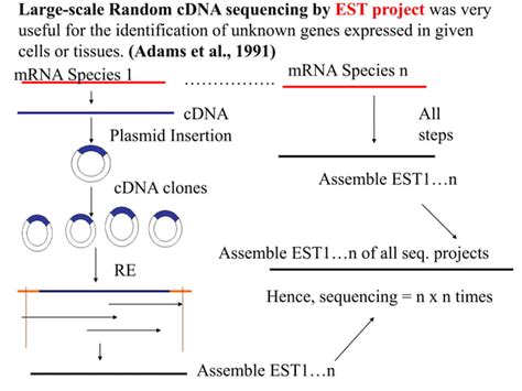 Sage Serial Analysis Of Gene Expression Pptx Biological Sciences
