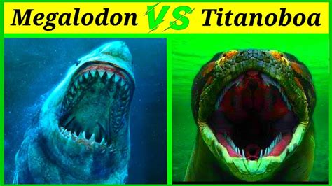 Titanoboa Vs Megalodon Size