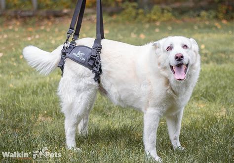 Dog Rear Lifting Harness Rear Support Dog Harness Walkin Pets