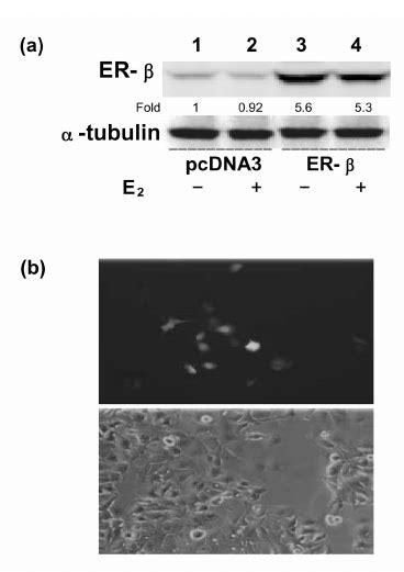 Apoptotic Effects Determined By Dna Fragmentation Isolation Of Download Scientific Diagram