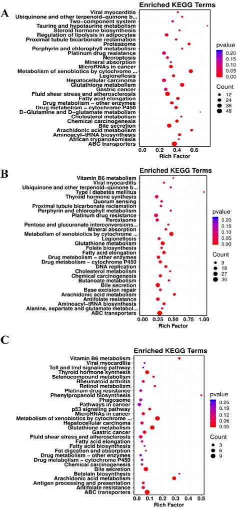 Kegg Pathway Enrichment Analyses In Hg Vs Cg A Lg Vs Cg B And Lg