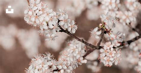 흰색과 분홍색 벚꽃 클로즈업 사진 사진 Unsplash의 무료 식물 이미지