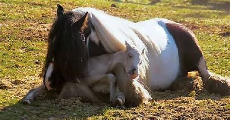A Mothers Love Imgur