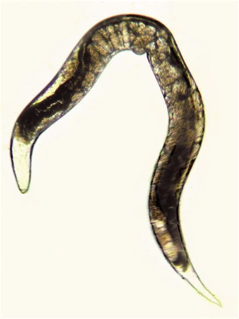 Twip 23 Strongyloides Stercoralis A Most Unusual Parasite Virology