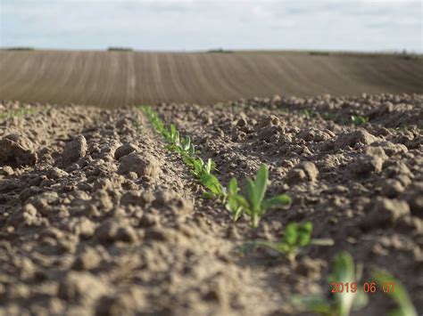 Sv501tt From Seed To Sugarbeet Sesvanderhave