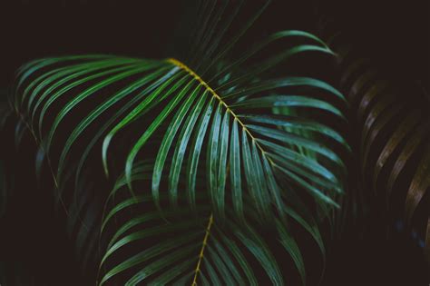 Free Images Wing Light Sunlight Leaf Wave Flower Line Green