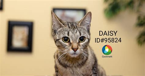 Photos Gwinnett Animal Shelter Adoptable Pets Of The Week — May 29