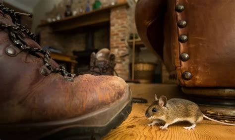 How Far Can Mice Smell Peanut Butter The Garden Bug Detroit