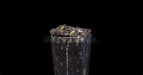 Fresh Bean Growing Macro Time Lapse Closeup Of Germination And Growth