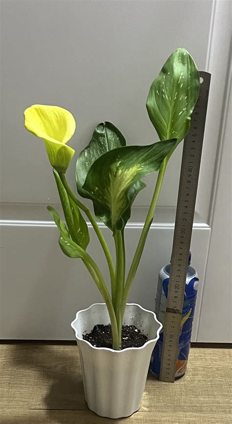 Барын чих цэцгийн онлайн дэлгүүр ШАР ЦЭЦЭГТ ГОО ДАЛЬ ЦЭЦЭГ ҮНЭ 35К БЭЛГЭДЭЛ Эмэгтэй хүний гоо