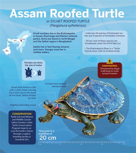 Assam Roofed Turtle Facts And Threats Roundglass Sustain