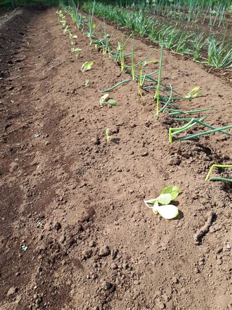 白菜苗の植え付け O・sファーム（無双流・家元）