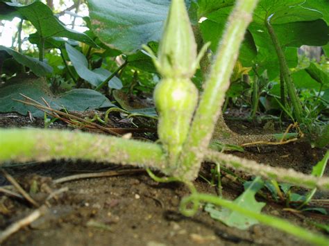 Lets Talk About Sex Baby The Greener Biener