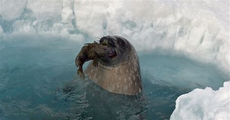 Antarctic Marine Predators Tracked To Areas Of Ecological Significance