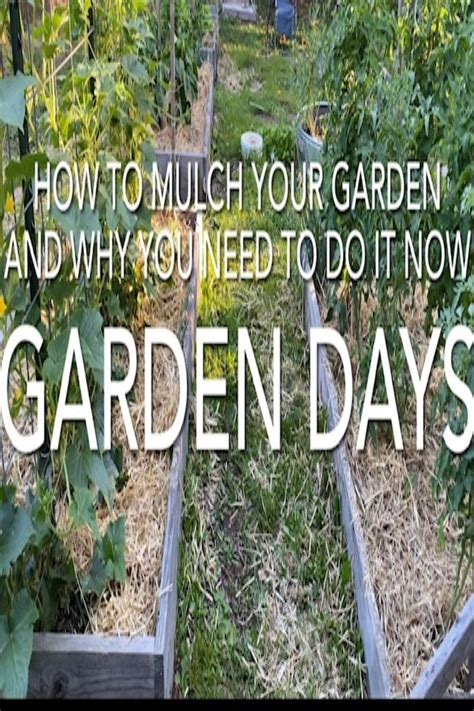 How To Mulch Your Garden And Why You Need To Do It Now Before Its To