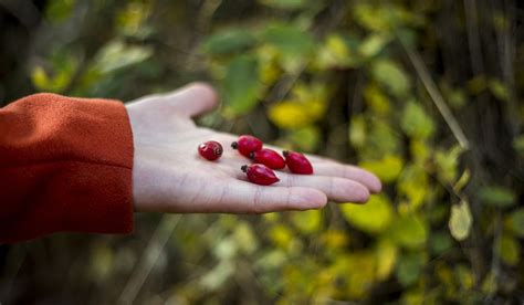 Pineapple Weed Foraging For Culinary And Medicinal Use