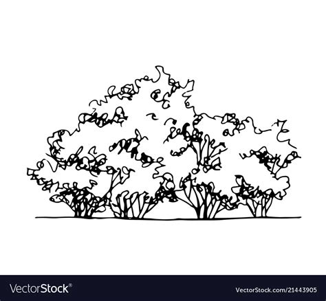 Hand Drawn Architect Shrub Architectural Sketch Vector Image