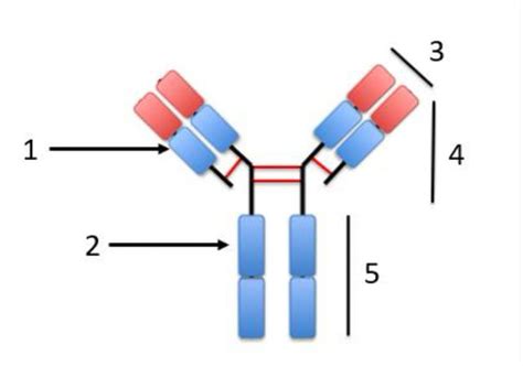 Ch 45 Immune System Slide Questions Flashcards Quizlet