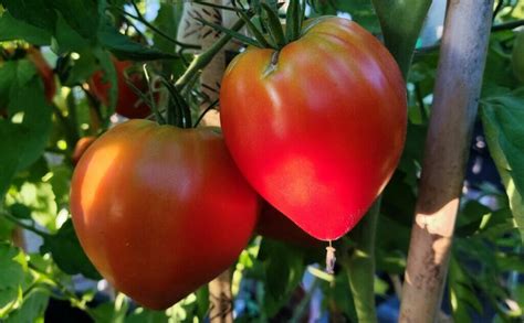 7 Astuces Pour Faire Pousser Des Tomates Dans Son Potager