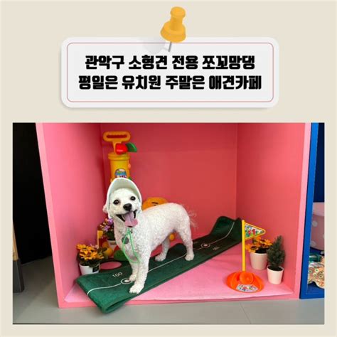 관악구 소형견 전용 애견카페 평일은 유치원 주말은 애견카페 쪼꼬망댕 소심한 강아지 추천 네이버 블로그