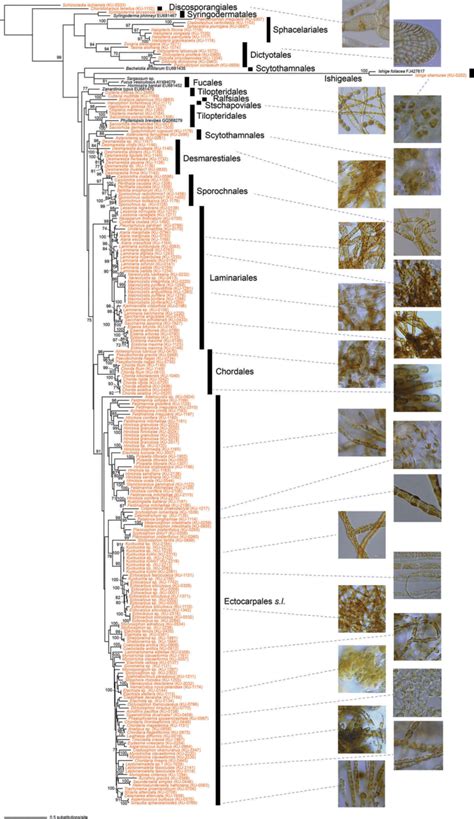 Maximum Likelihood Ml Molecular Phylogenetic Tree Of Phaeophyceae