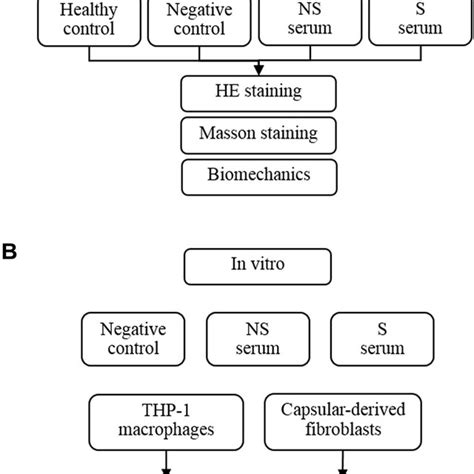The Flowchart Of Experiments In Vivo A And In Vitro B Download