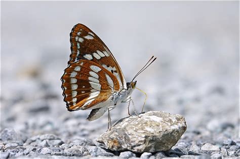 밤오색나비~