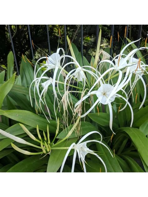 Купить Семена Лилии-паук (Гименокаллис (Hymenocallis)) белой в интернет ...