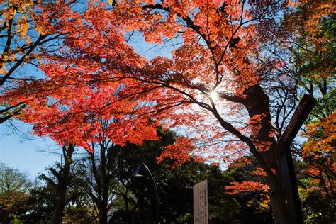 フォト上野恩賜公園の紅葉 デジタル試しうち