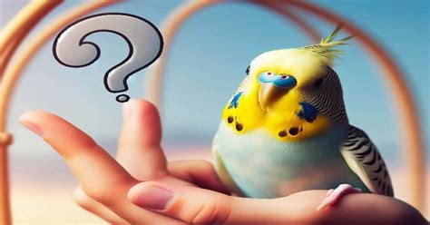 What To Do If Budgie Beak Is Too Long 7 Secrets Revealed