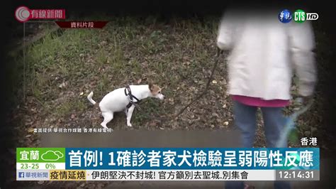 香港首例 1確診者家犬檢驗呈弱陽性 華視新聞 20200228 Youtube