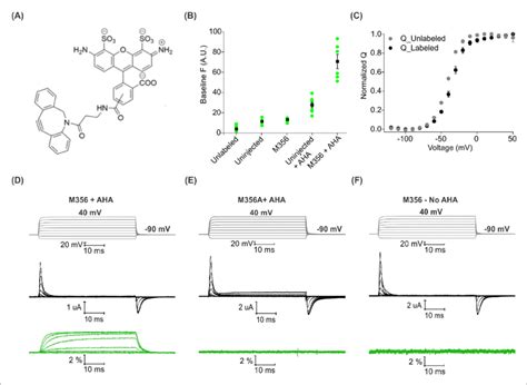 Voltage Clamp Fluorometry Technique At Jose Hopkins Blog