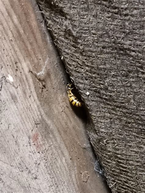 Queen Wasp Hibernating In My Loft Creative And Sensible Suggestions