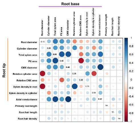 Pearson Correlation Matrix Between The Seminal Roots Morphological