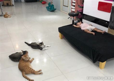 看到小孩終於睡了！貓保母「全累趴在地上」 阿母笑：真是辛苦了 Ettoday寵物雲 Ettoday新聞雲