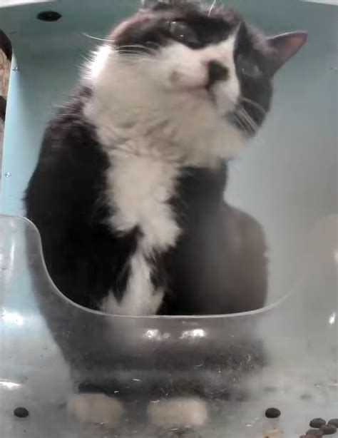 The Evil Impostor Streetcatwiki